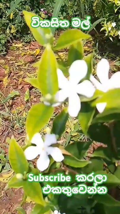 මල් දැක්කට විකසිත මල් දැකලා නෑනේ එහෙනම් ඕන් බලාගන්නකෝ Youtube
