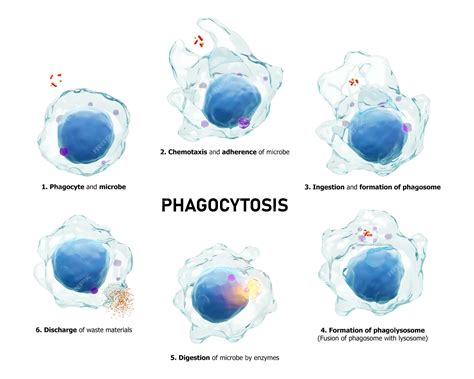 Premium Photo Phagocytosis Step By Step Process Of Macrophage Is