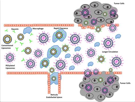 Understanding The Stealth Properties Of PEGylated Lipids A Mini Review Open Access Pub
