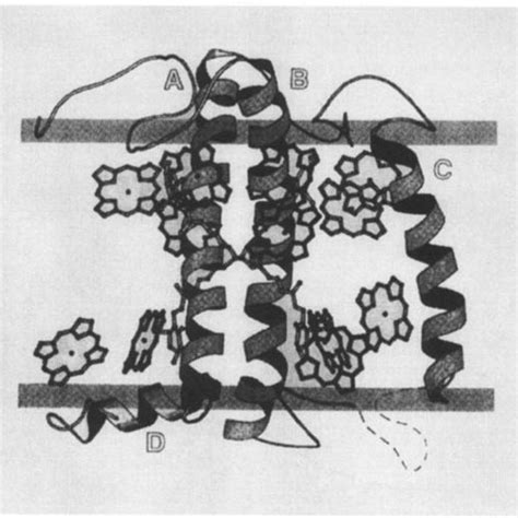 The Structure Of Lhcii This Figure Is Taken From Kuhlbrandt 69 And Download Scientific