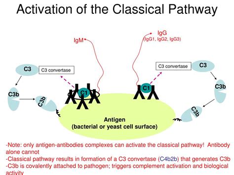 Ppt Complement Powerpoint Presentation Free Download Id 2962641