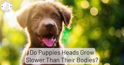 Do Puppies Heads Grow Slower Than Their Bodies The Truth