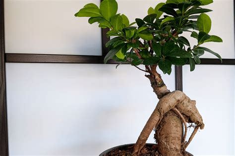 The Ultimate Plant Care Guide For A Ficus Ginseng