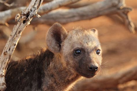 Spotted Hyena Facts Pictures And Video In Depth Information On A