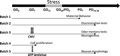 Schematic Representation Of The Experimental Design Download