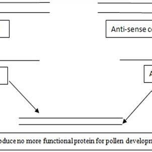 RNAi Mediated Male Sterility B Maintenance Of B Line And R Line Both Download Scientific
