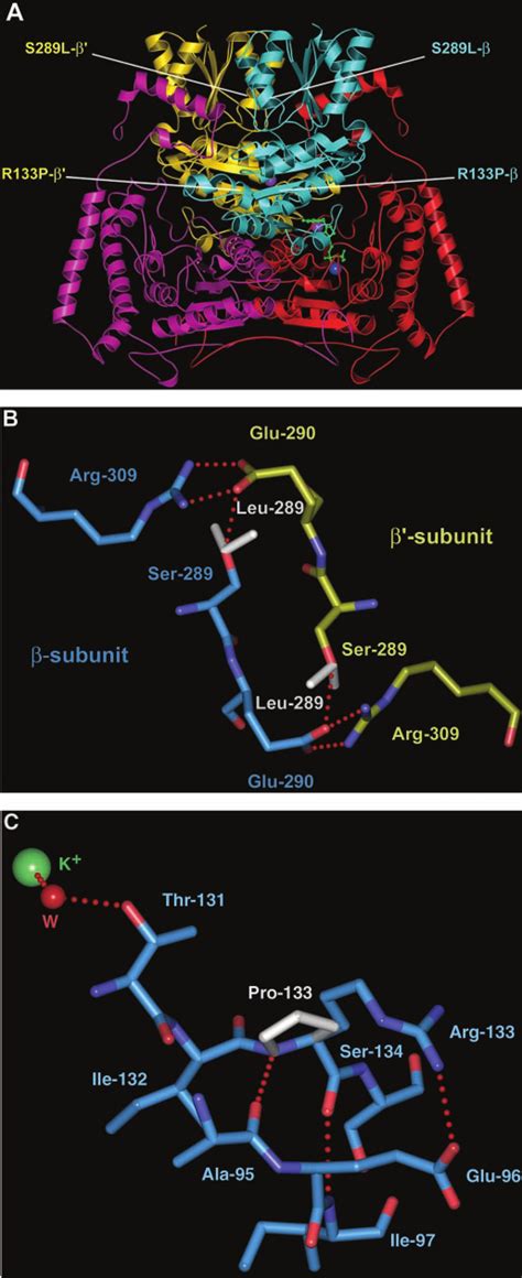 The Three Dimensional Structure Of The E1 Heterotetramer And The Download Scientific Diagram