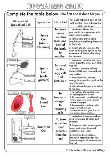 Gcse Cell Biology Worksheet Pack By Beckystoke Teaching Resources Tes