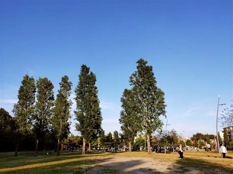 공원에 있는 나무 무리 사진 Unsplash의 무료 이미지