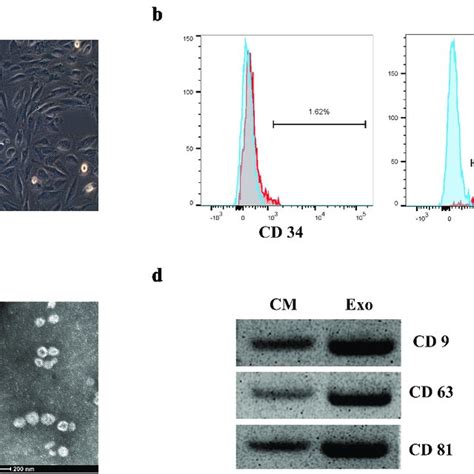 The Identification Of Bmscs Derived Exosomes A The Morphology Of Download Scientific Diagram