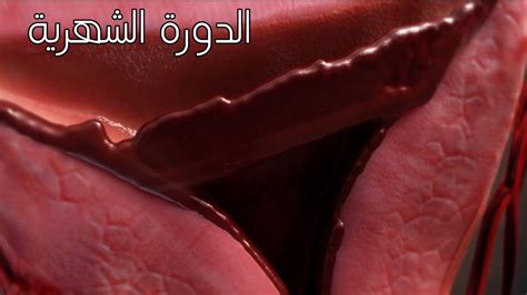 شاهد كيف تحدث الدورة الشهرية عند الفتاة Youtube