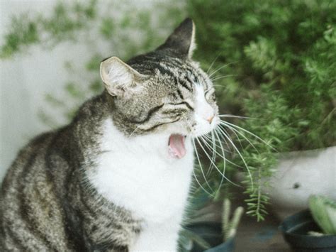 Cat Lip Sores Home Remedy