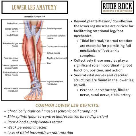 Essential Anatomy For The Foot Ankle Complex