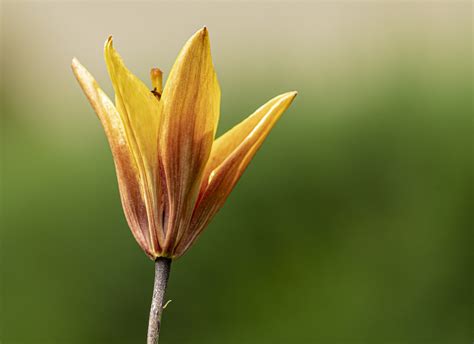 Lily Blossom Bloom Free Photo On Pixabay Pixabay