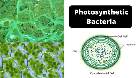 Photosynthetic Bacteria Examples Definition Vs Chemosynthetic