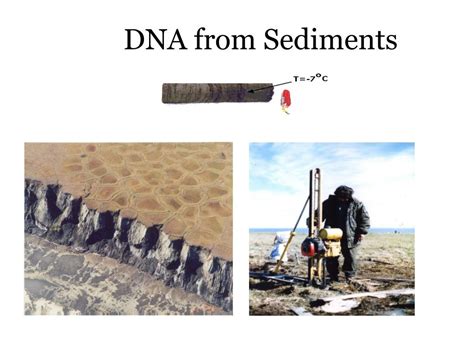 Ppt Ancient Dna In Sediments Powerpoint Presentation Free Download Id4797971