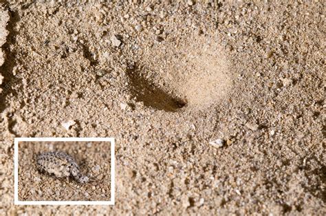 Antlion And Its Pit Stock Image C0250489 Science Photo Library