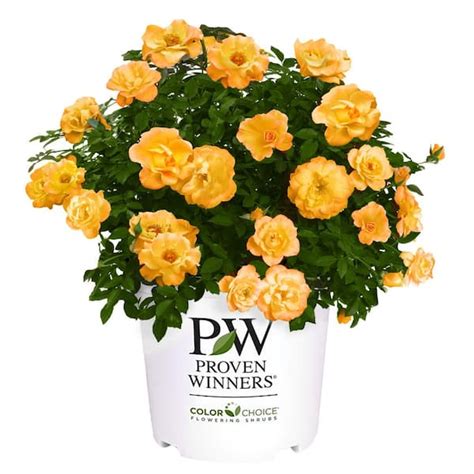 Orange Rose Bushes The Home Depot