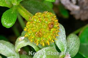 Nehe Melanthera Intergrifolia