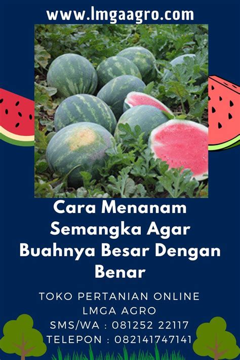 Cara Menanam Semangka Iwapi