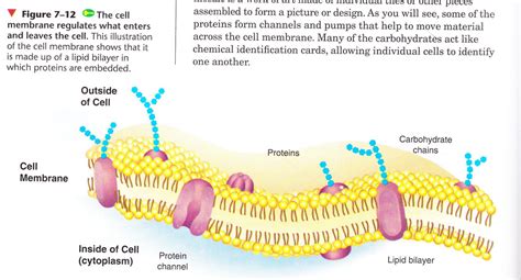 Cell Membrane Processes Diagram Quizlet