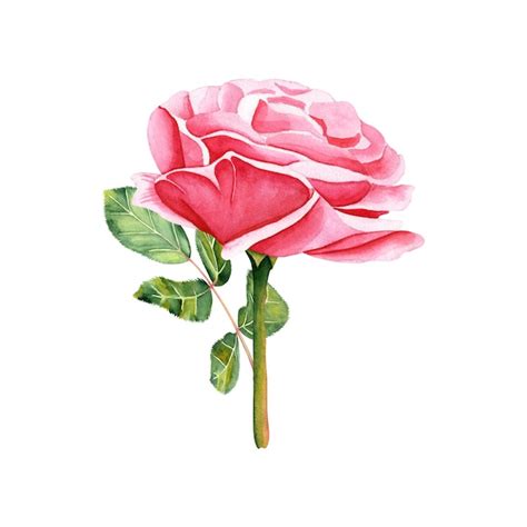 Watercolor Botanical Flower With Leaves Luxurious Garden Pink Rose