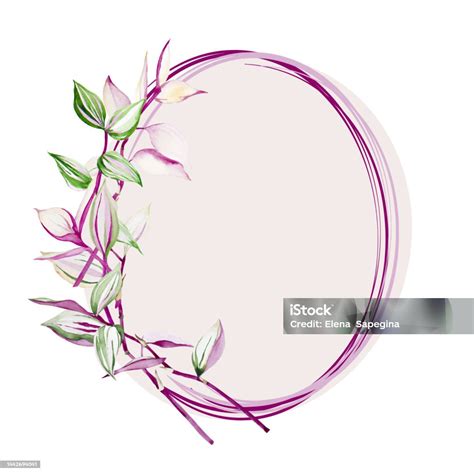 녹색과 보라색 Tradescantia 식물의 꽃 타원형 프레임 흰색 배경에 격리된 나뭇가지에 줄무늬 화려한 잎이 있는 아름다운 화환 손으로 그린 수채화 공간을 복사합니다
