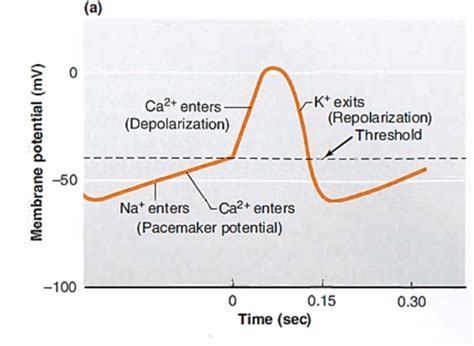 Cardiac Output And Cardiac Function Control Flashcards Quizlet