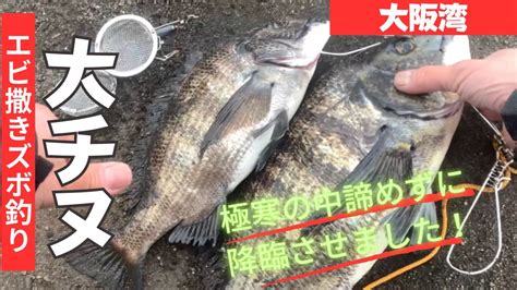 腕とか関係なし！釣れる！それがズボ釣り！【エビ撒き】【ズボ釣り】 Youtube