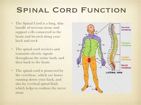 Parts Of The Spinal Cord And Their Functions