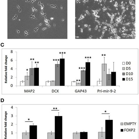 Markers Of Neuronal Differentiation Show Increased Expression In The