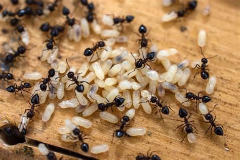 Ant Control And Exterminators Ecoguard Pest Management Ant Control And Exterminators Ecoguard Pest Management