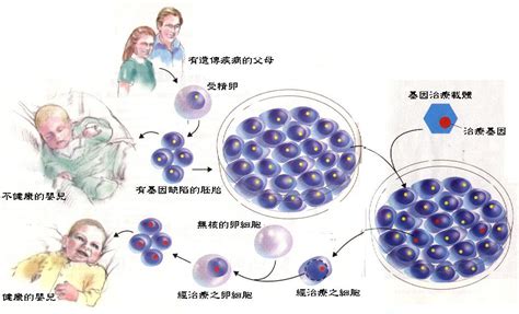 醫學應用 基因工程