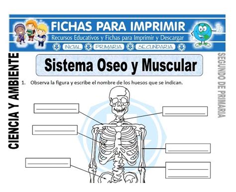 En Que Consiste El Sistema Oseo Tesama