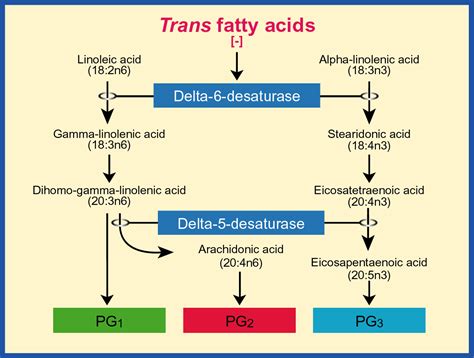 Non Esterified Fatty Acids Vs Free Fatty Acids At Samantha Straus Blog