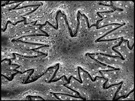 Microscope Photos For Sale