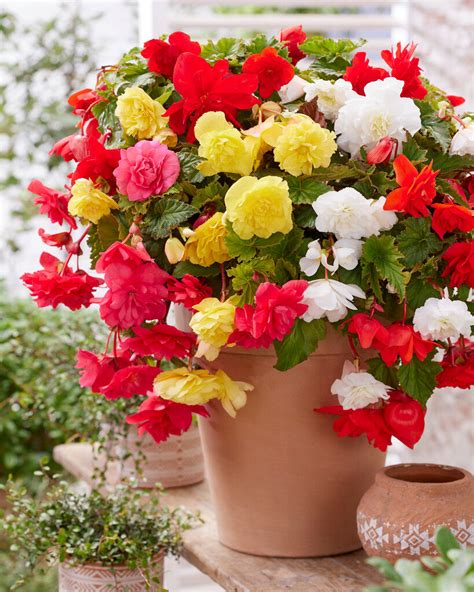 Buy Begonia Pendula Mixed Bulbs From Dutchgrown™ Uk Stunning Hanging