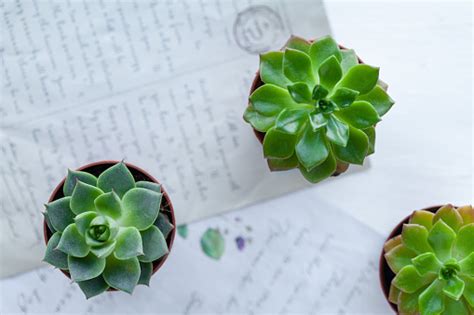 냄비에 다른 에크베리아 즙이 많은 집 식물의 혼합 홈 원예 취미 여가 시간의 개념 흰색 나무 배경 클로즈업 매크로 위쪽 보기 텍스트 공간 복사 다육 식물에 대한 스톡 사진