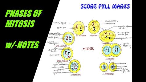 Prophase Diagram How To Draw Labelled Diagram Of