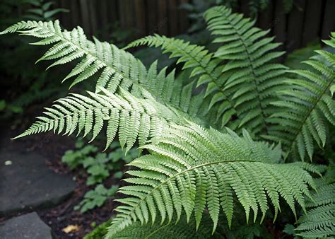 Fondo Una Planta De Helecho Vibrante Con Hojas Verdes Plumosas Que