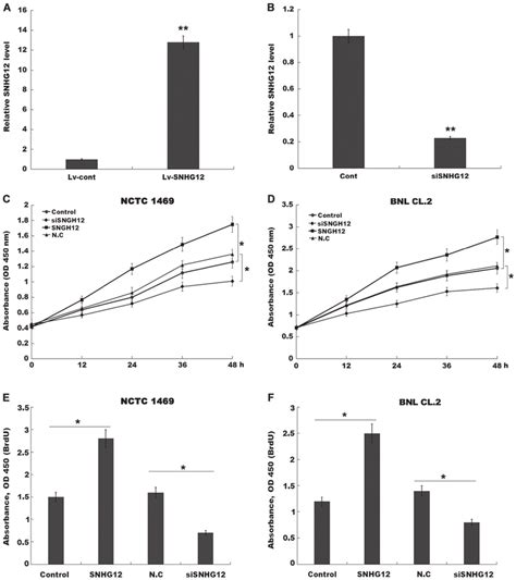 Snhg12 Promotes Hepatocyte Proliferation In Vitro A And B Rt Qpcr
