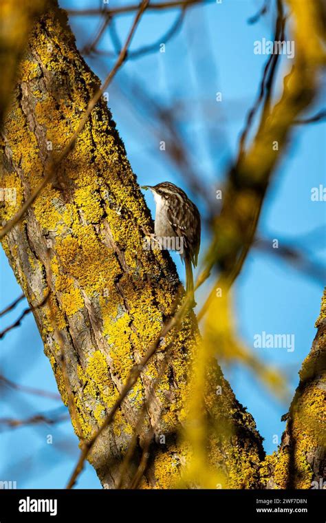 Tree Creeper Bird Watching Hi Res Stock Photography And Images Alamy