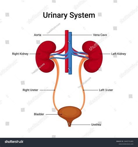 Anatomical Structure Human Urinary System Stock Vector Royalty Free Shutterstock
