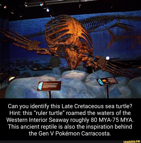 Can You Identify This Late Cretaceous Sea Turtle Hint This Ruler
