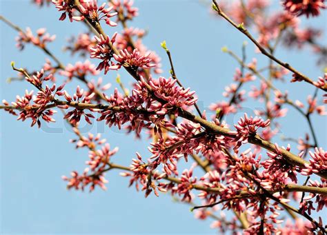 Eastern Red Bud Tree In A Spring Stock Image Colourbox