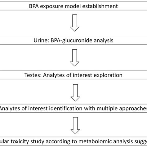 Difference Of Bpa Glucuronide Relative Levels Between Non Exposed And Download Scientific