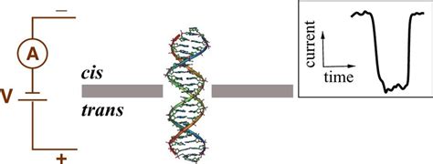 The Concept Of Dna Translocation Through A Nanopore A Voltage Download Scientific Diagram