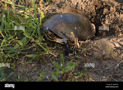 Painted Turtle Laying Eggs At Brayden Woodd Blog