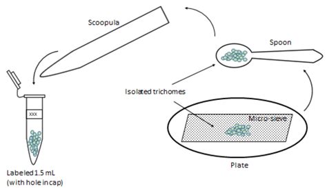 Non Aqueous Isolation And Enrichment Of Glandular Capitate Stalked And Sessile Trichomes From