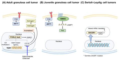 Common Alterations In Sex Cordstromal Cell Tumors A Adult Granulosa